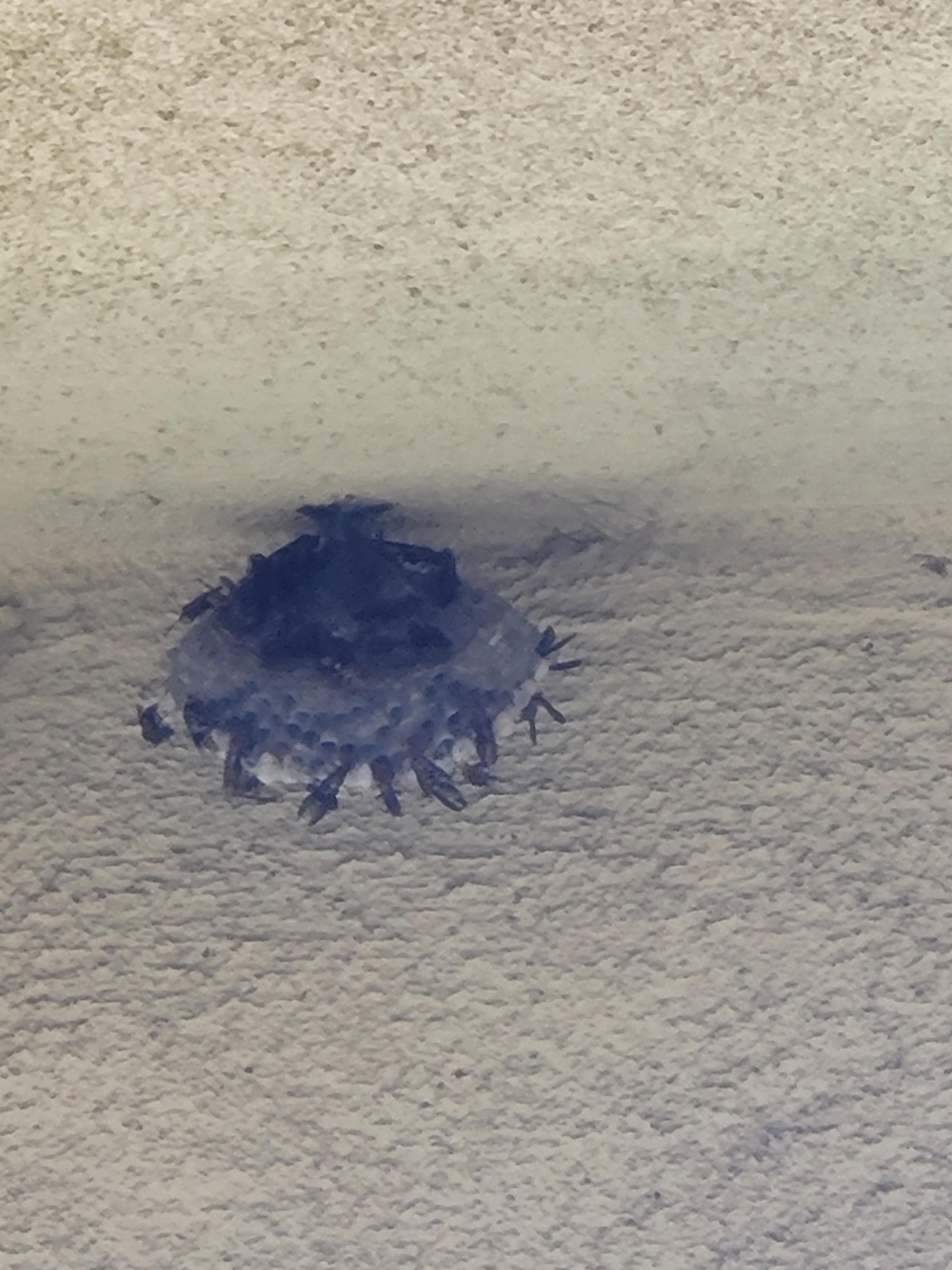 Are these wasps? | Scrolller