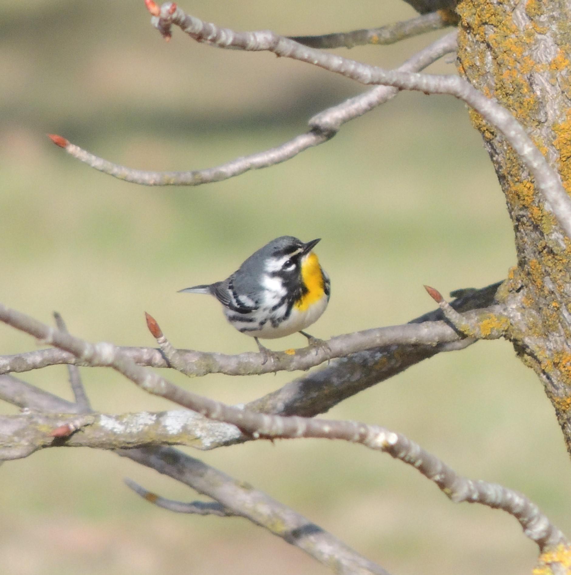 Tis' Warbler season! | Scrolller