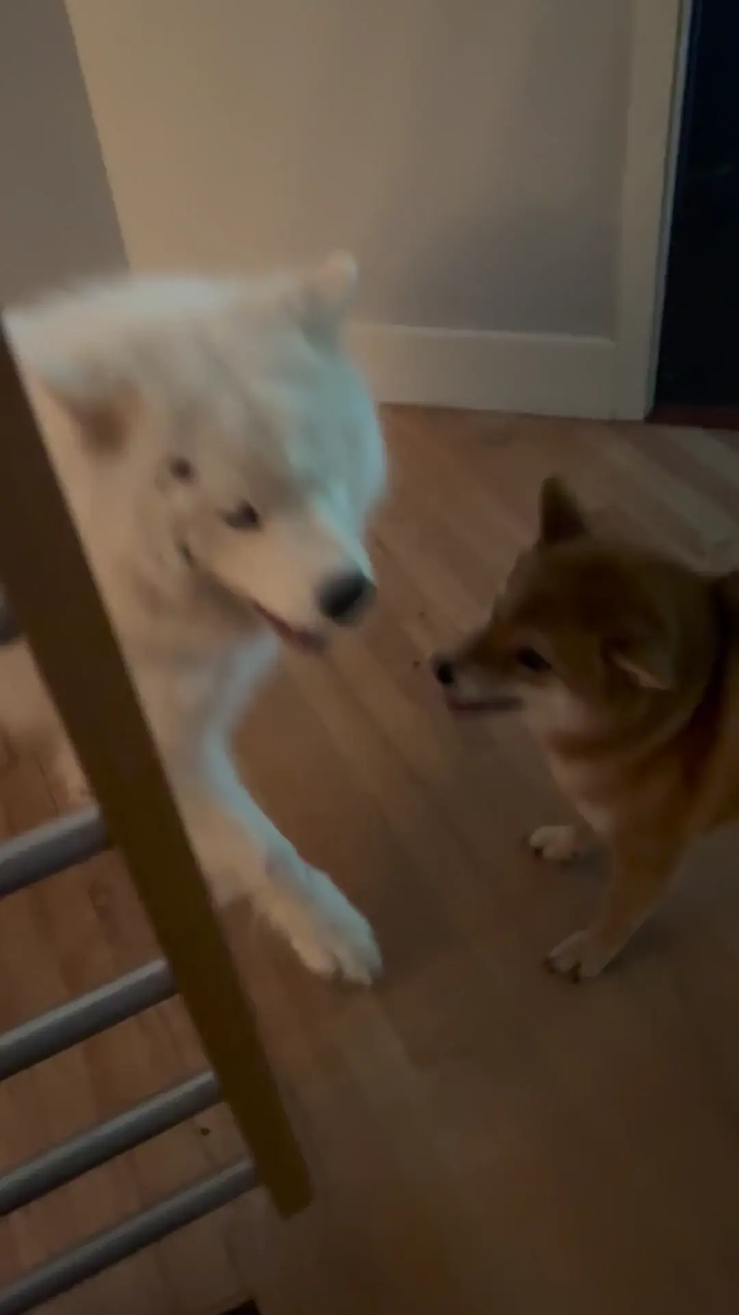 Artemis(Shiba) and Cirrus (Samoyed) doing a post walk chase. | Scrolller