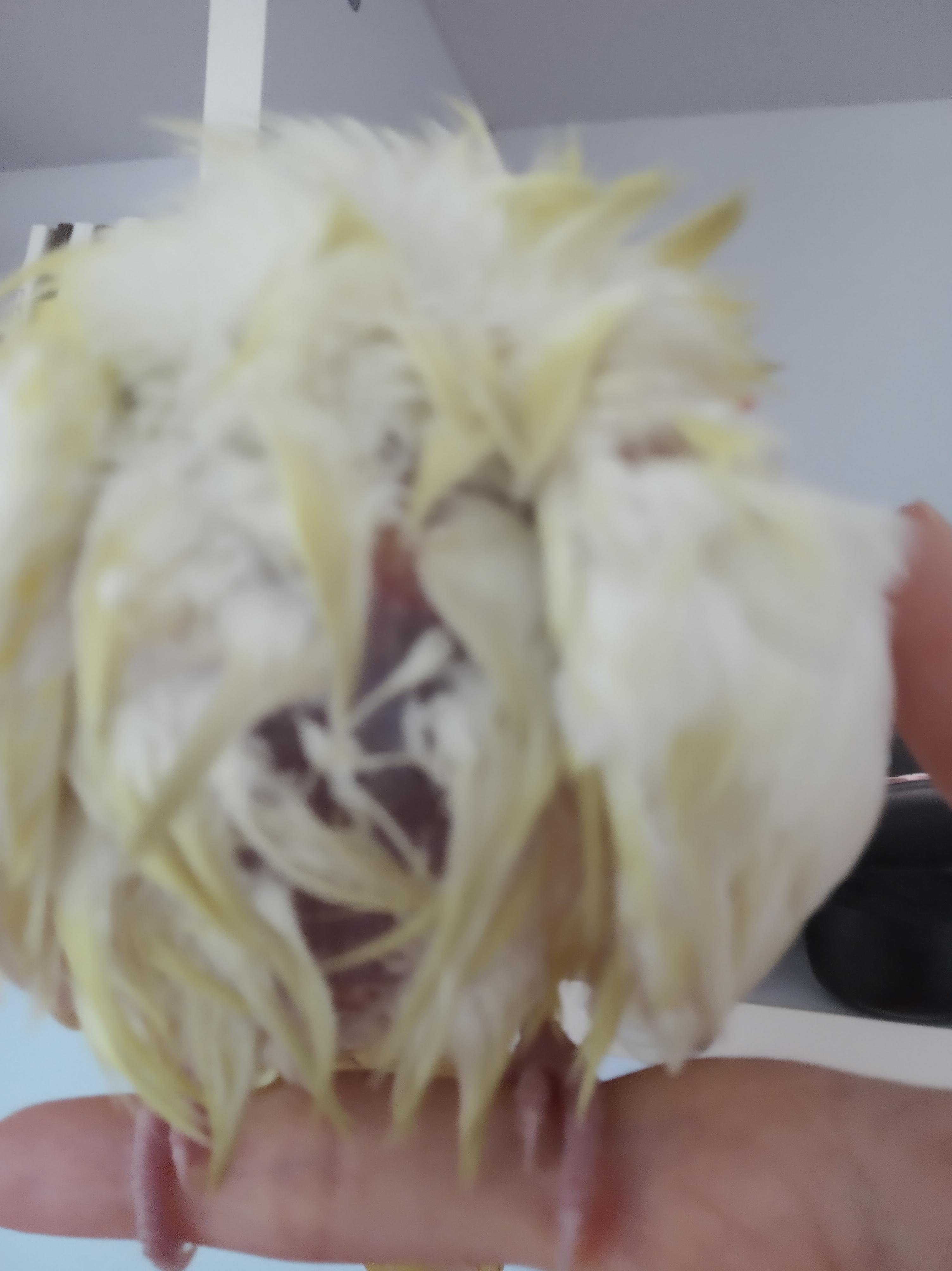 Help! Are her feathers normal | Scrolller