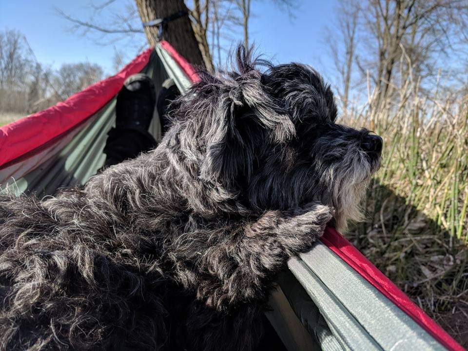 Missing my hammock buddy | Scrolller