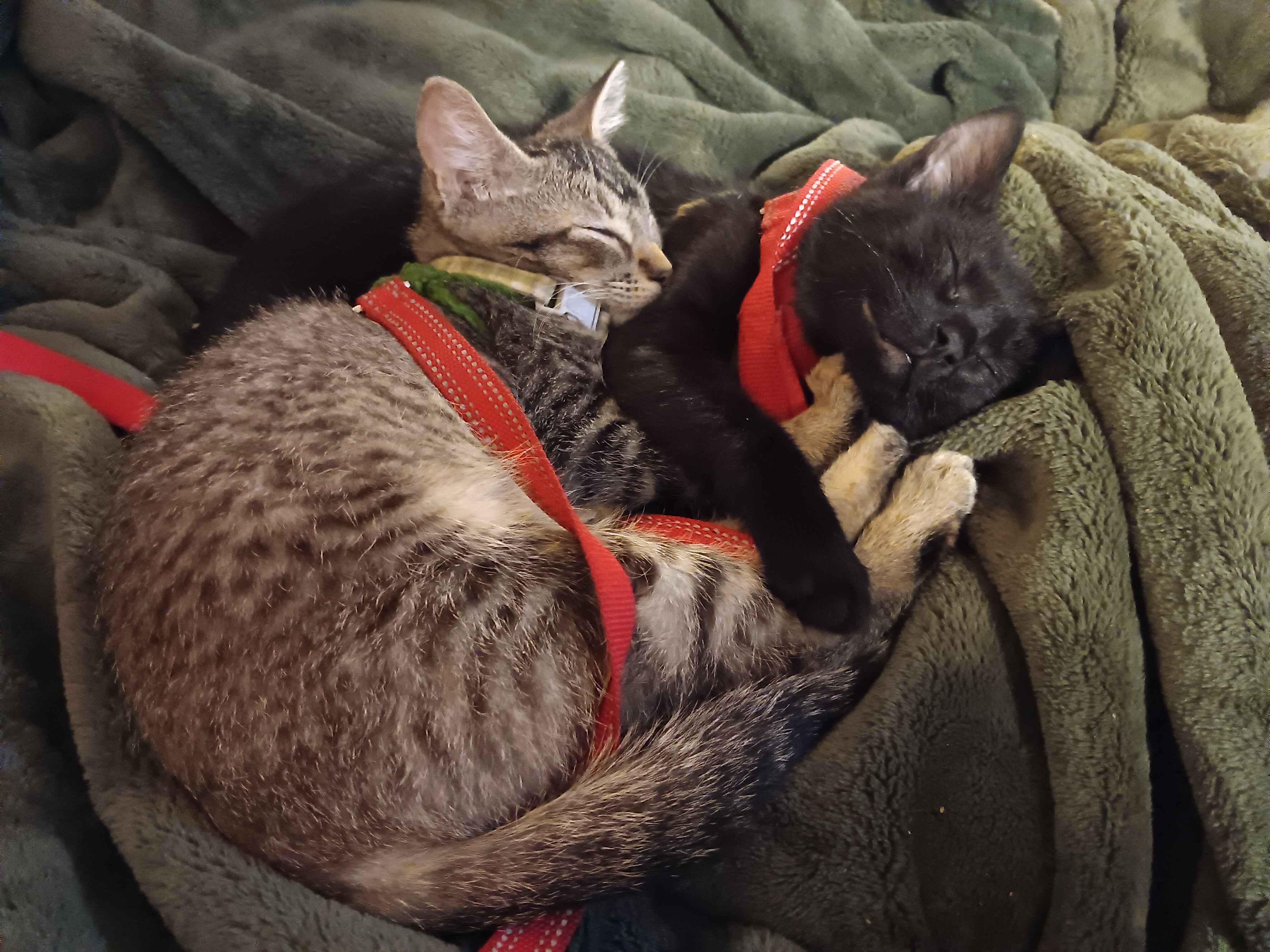 Athena (tabby) cuddling with Bast (black) | Scrolller