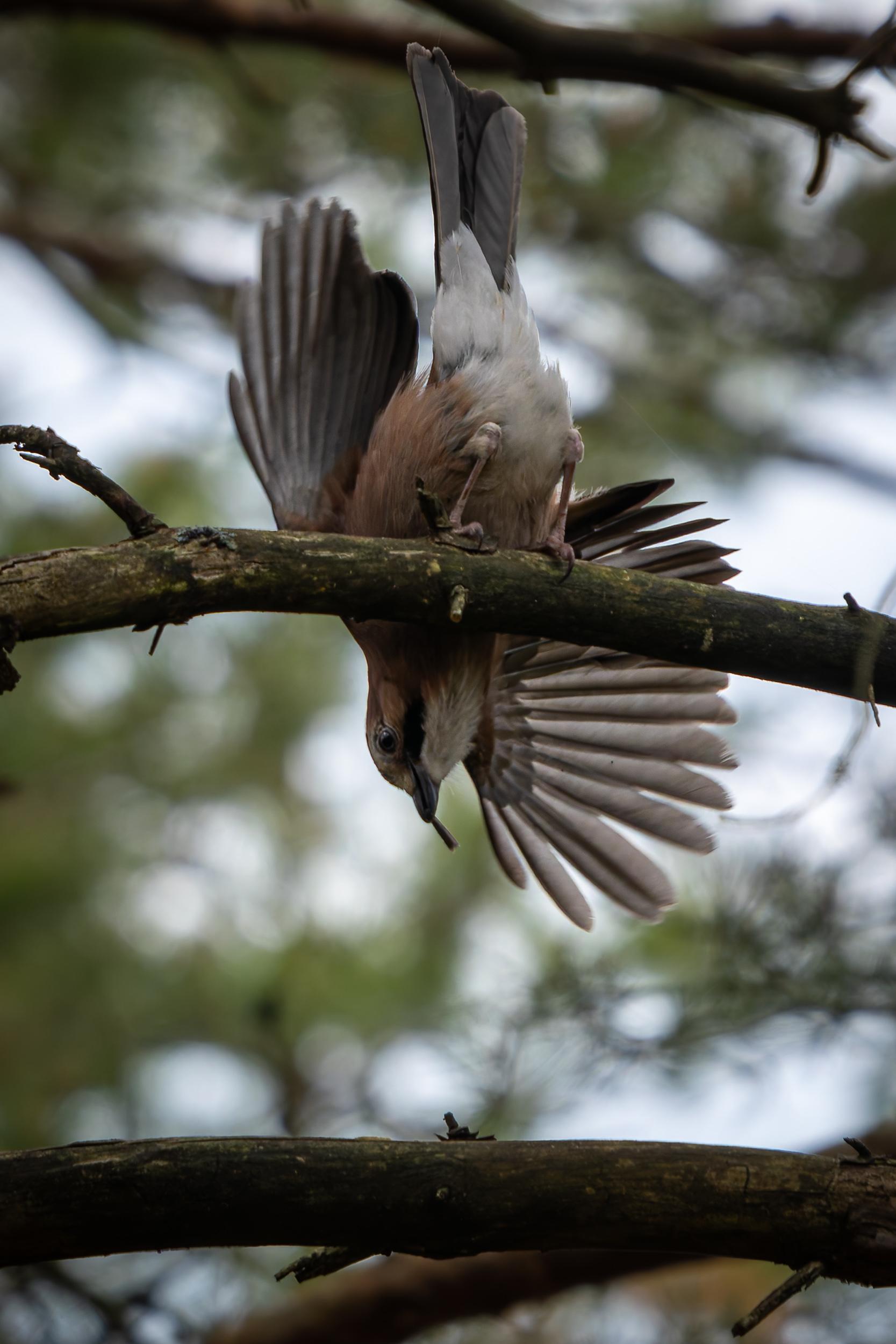 A handsome Eurasian Jay | Scrolller