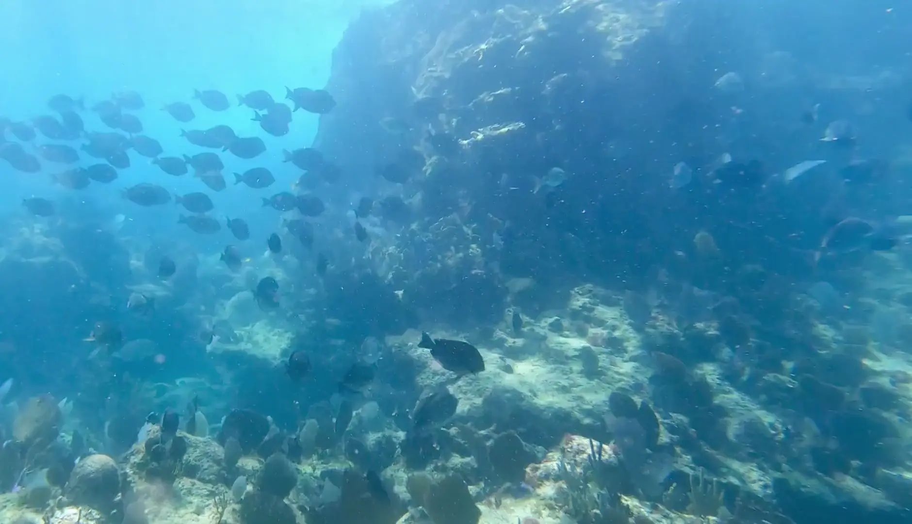 Atlantic Blue Tangs glide over the shallow reefs of Isla Mujeres | Scrolller
