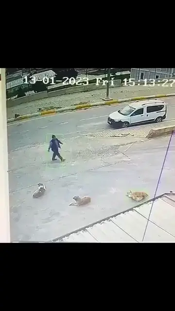 Attacked by dogs | Scrolller