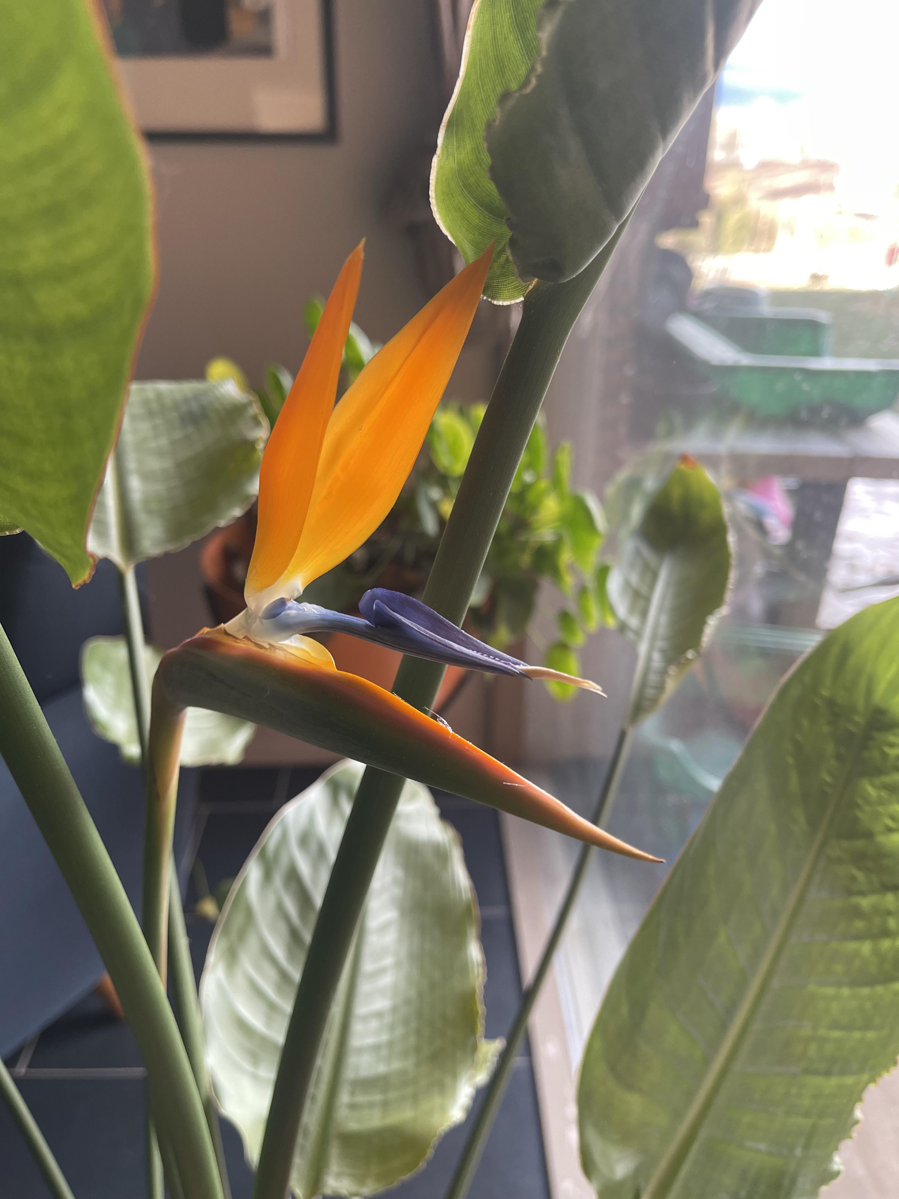 Indoor bird of paradise blooming for the first time | Scrolller