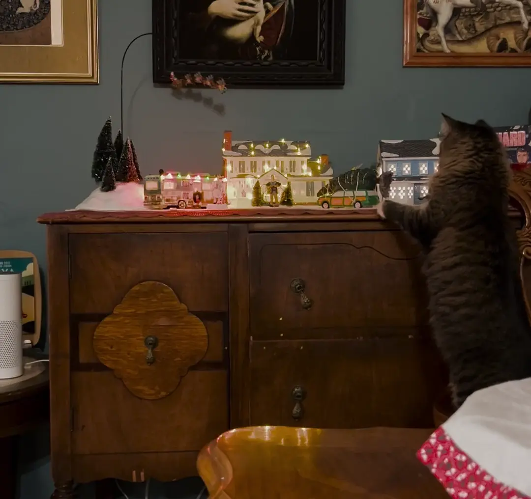 Aunt Bethany’s cat plots revenge | Scrolller