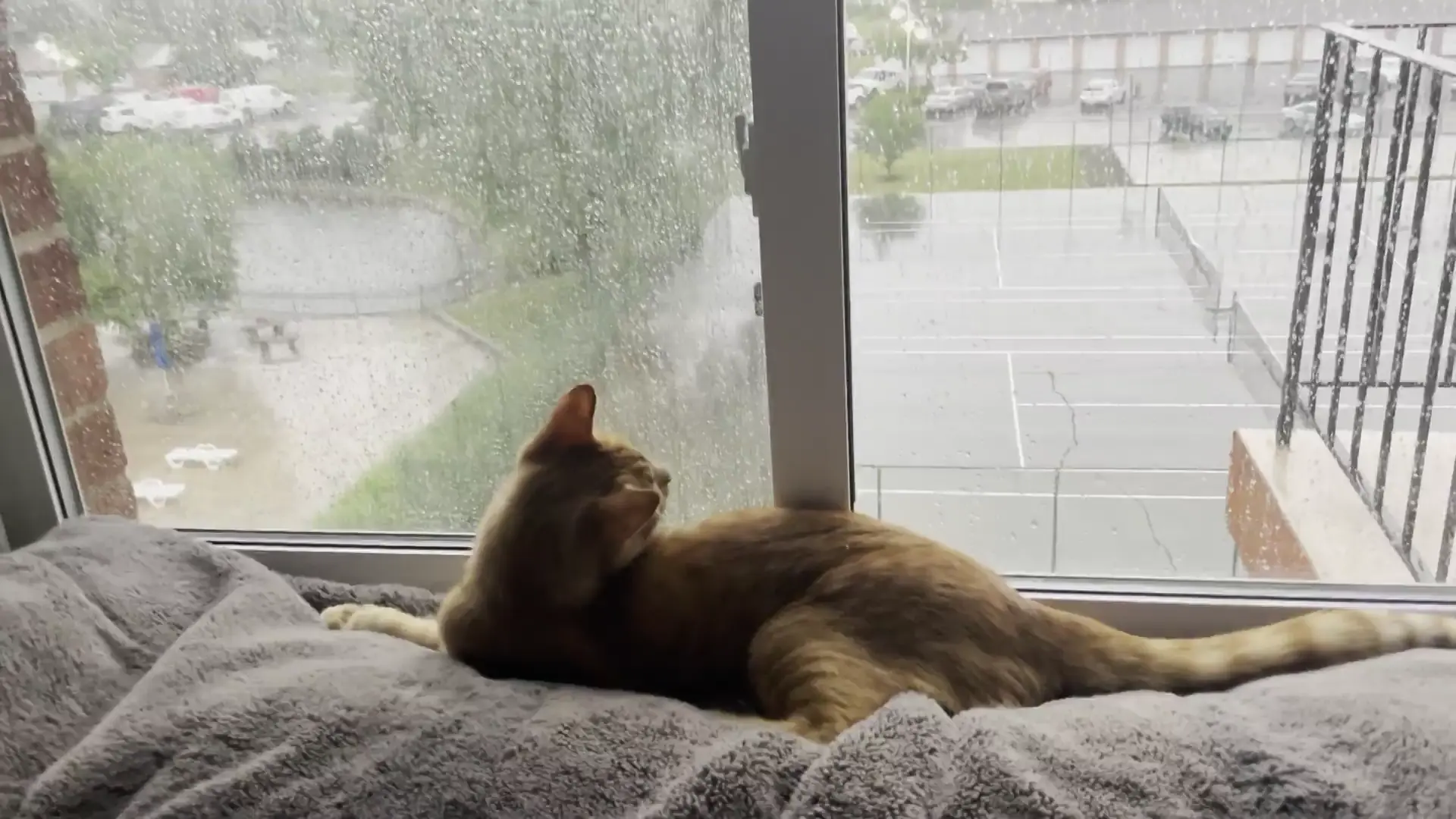 Ausgang the cat getting spooked while intently watching the rain droplets | Scrolller