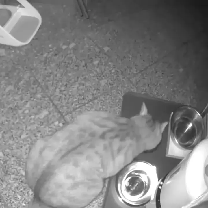 Automatic-Feeder Startle | Scrolller