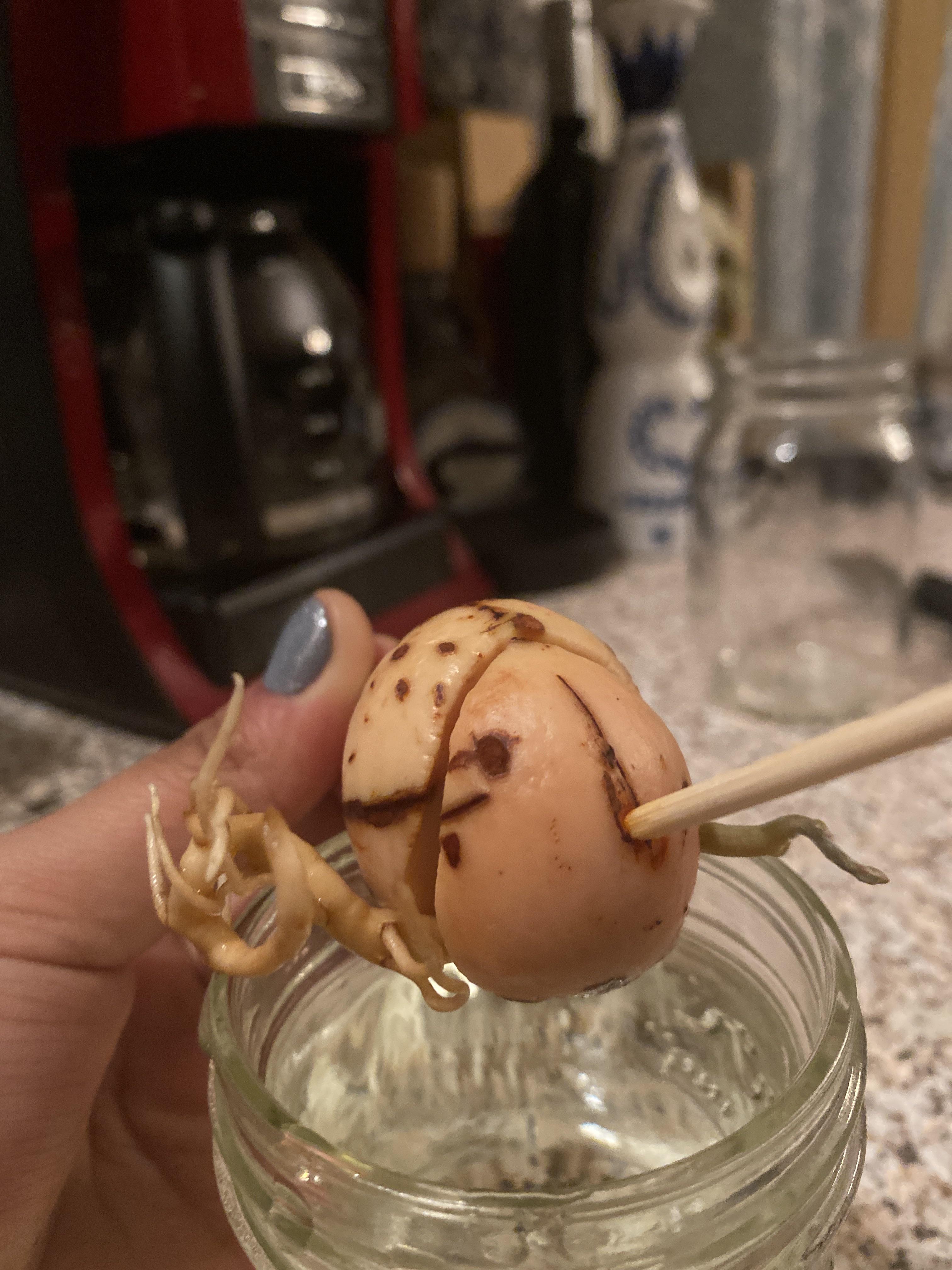 Avocado seeds roots growing upwards | Scrolller