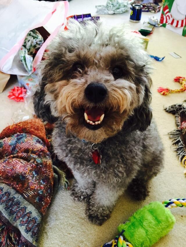 Discover more like Lookatmydog: Our sweet Stevie has gone to the rainbow bridge. Our hearts are ...