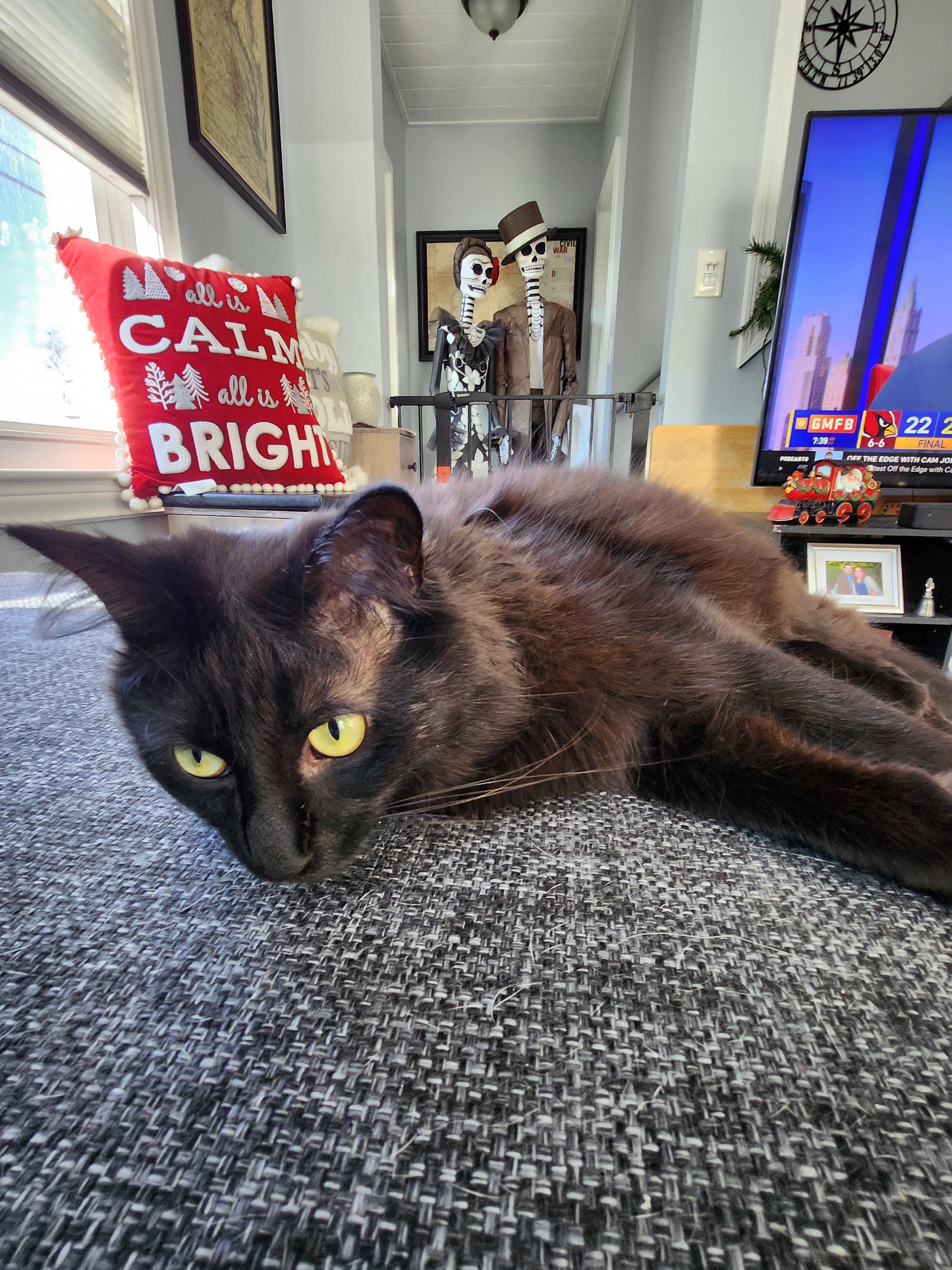 Discover More Like Cats Raven Shes The Best And Related Content Scrolller