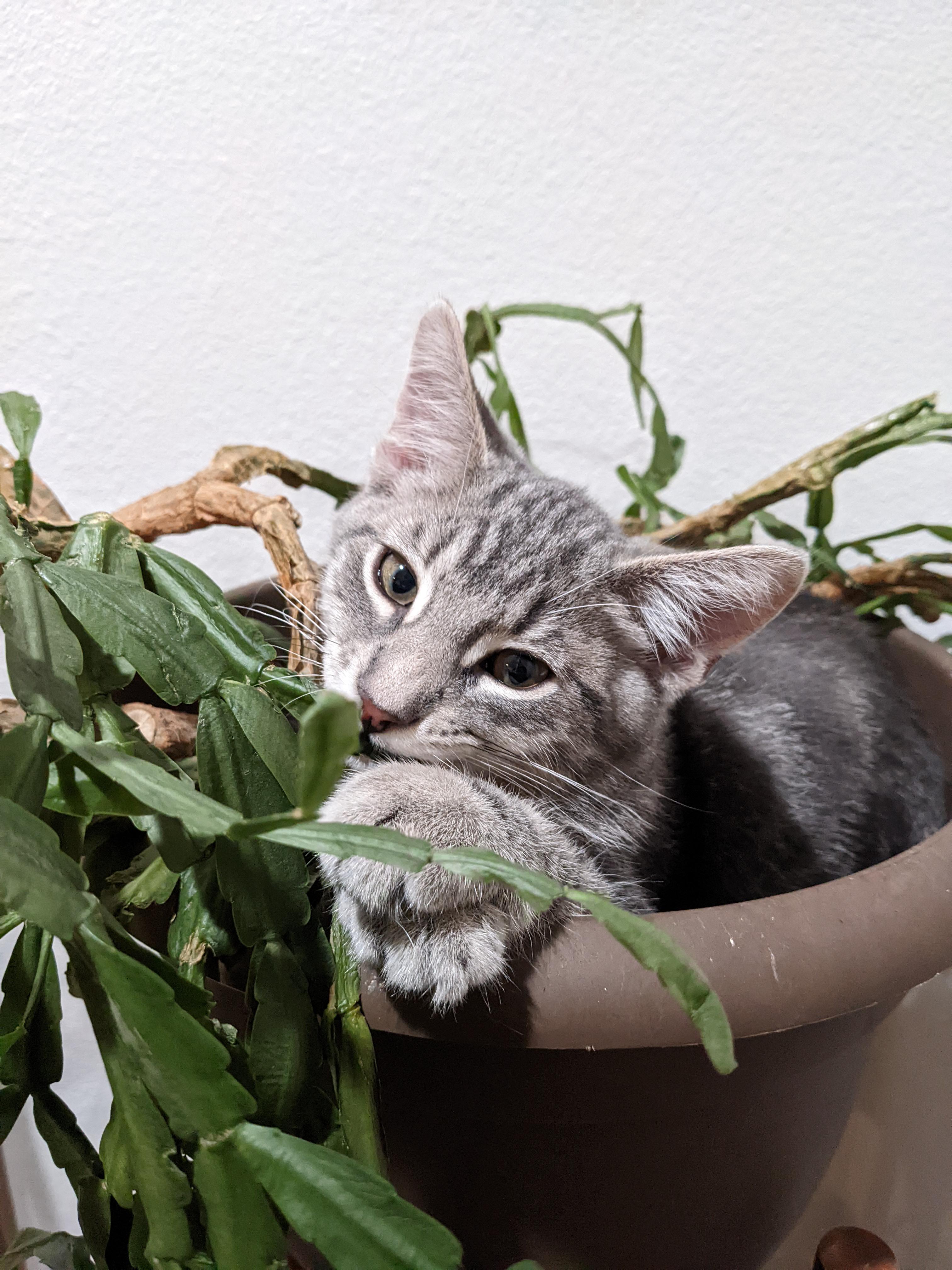 Looking cute as hell while destroying my plants 🥰 | Scrolller