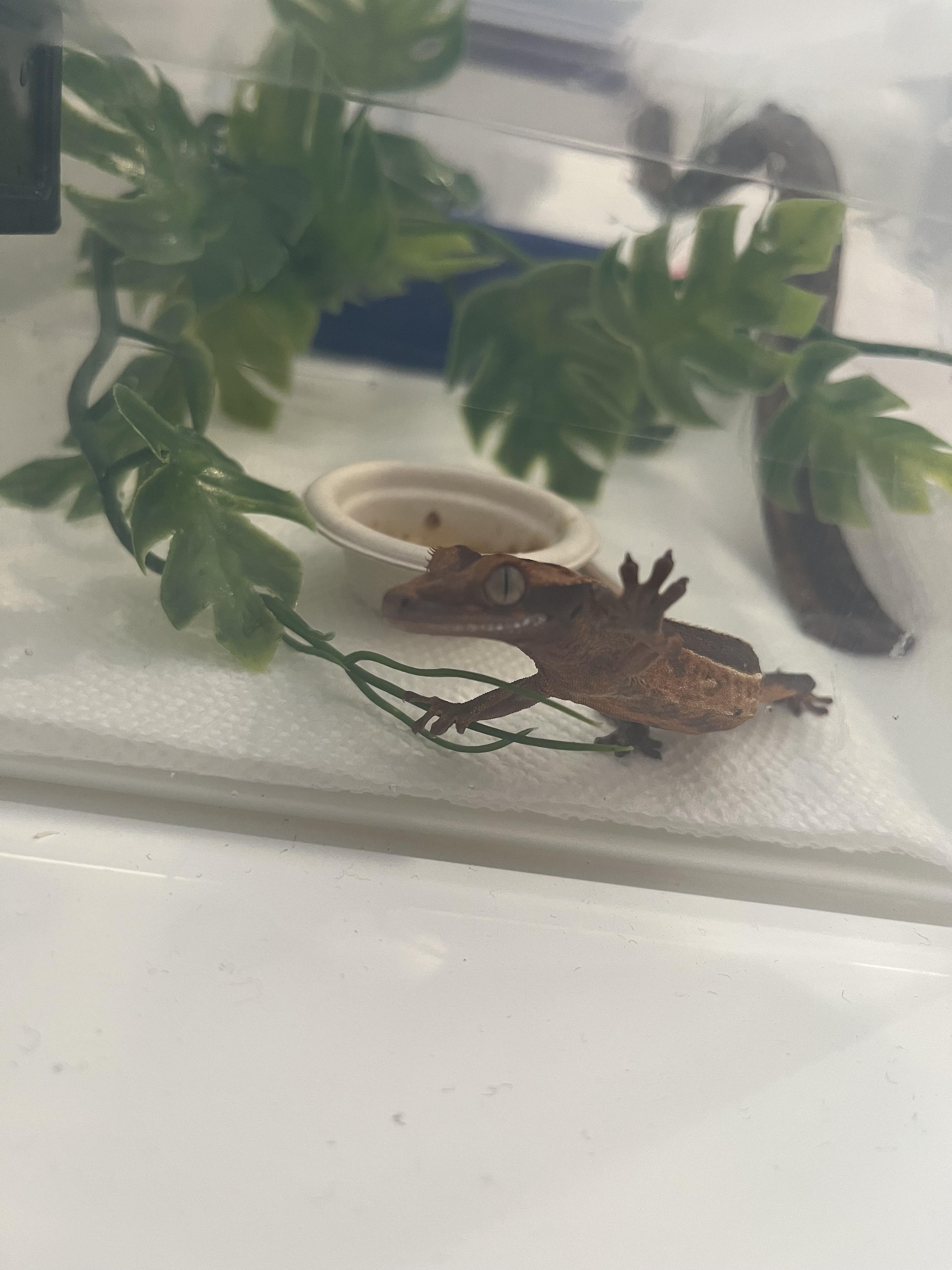 What’s the morph?? | Scrolller