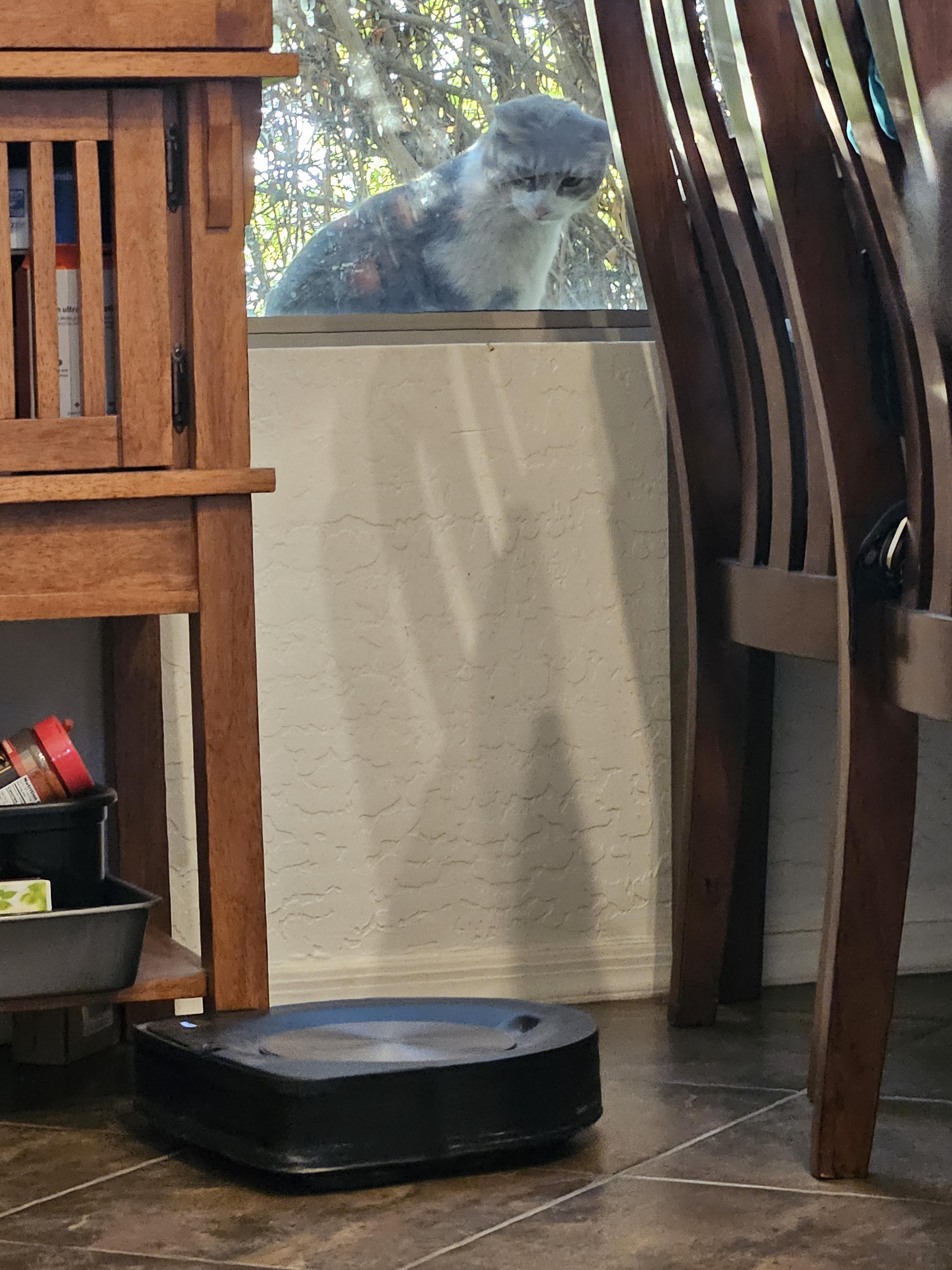 One of the neighborhood strays seeing a Roomba for the first time | Scrolller