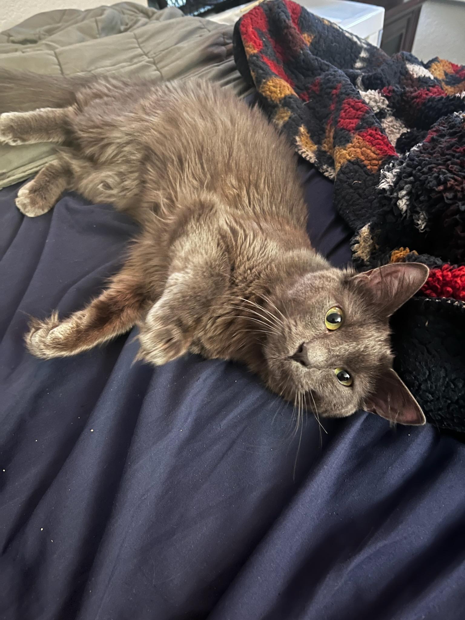 Silly Floof | Scrolller