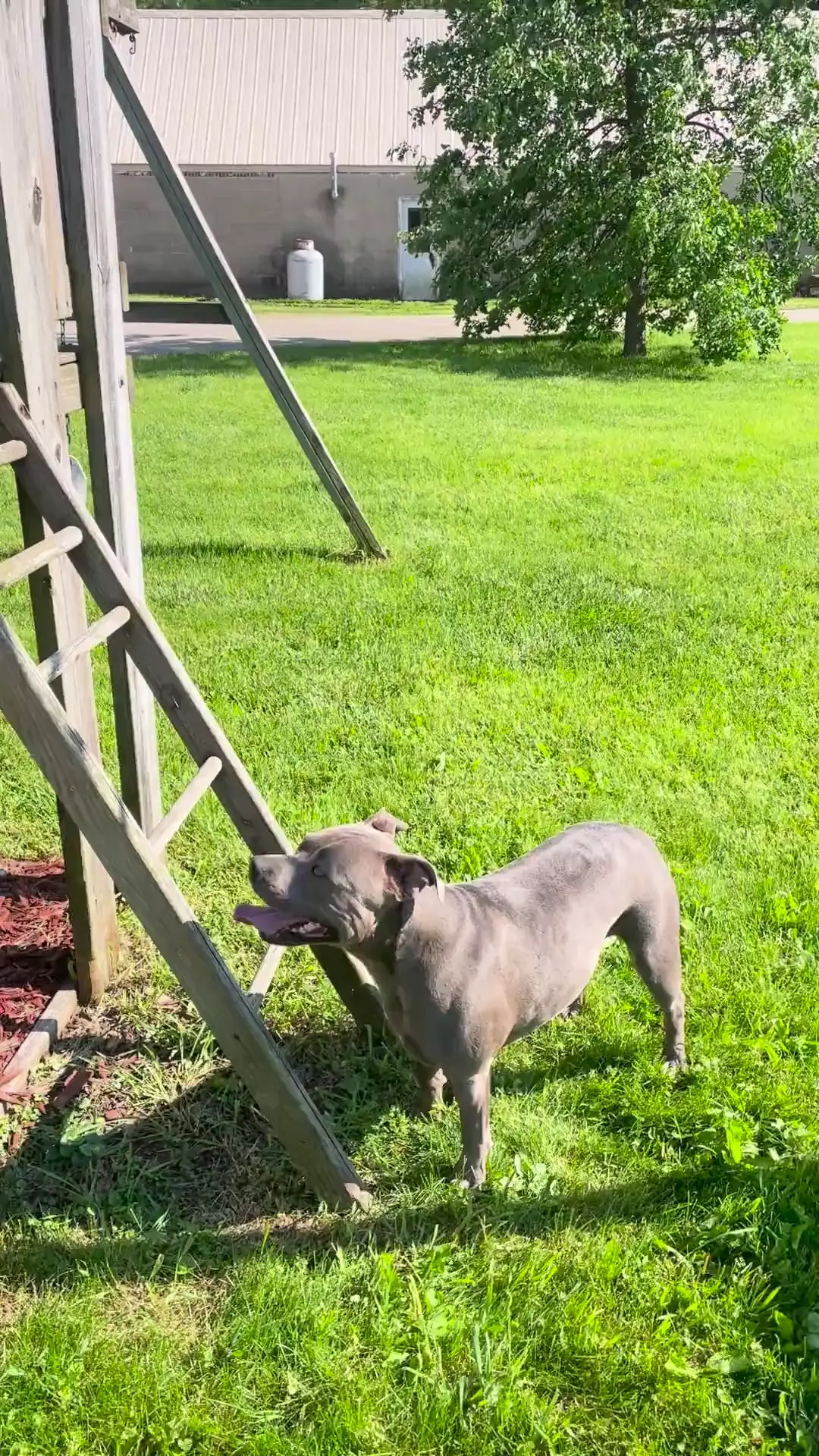 Azula scoffs at ladders | Scrolller