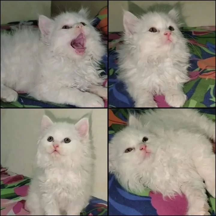 Just amazed to see such a beautiful creature 😍 | Scrolller