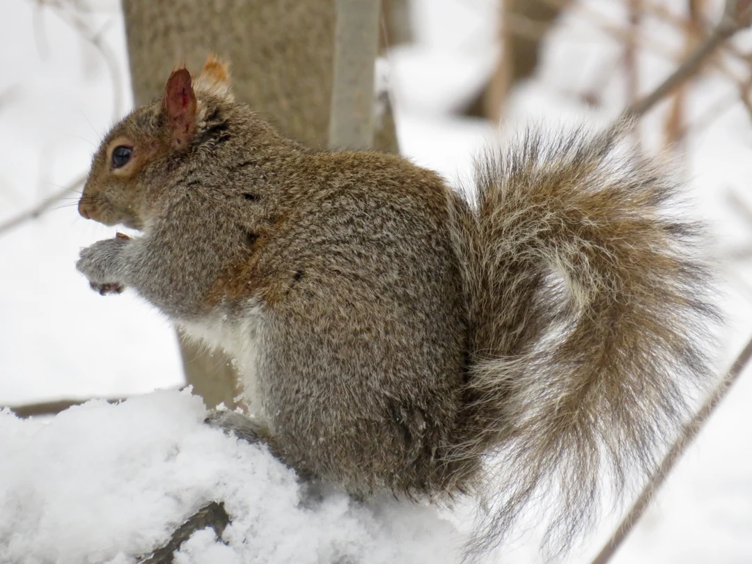 I was surprised today to learn that I actually do have some non-black squirrels here, they're ...