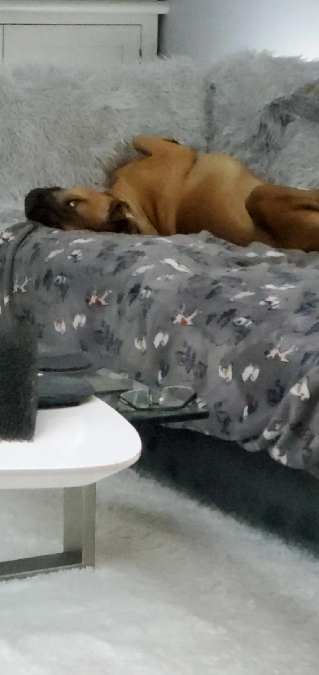 Nothing Unique. Just our mutt, Kevin | Scrolller