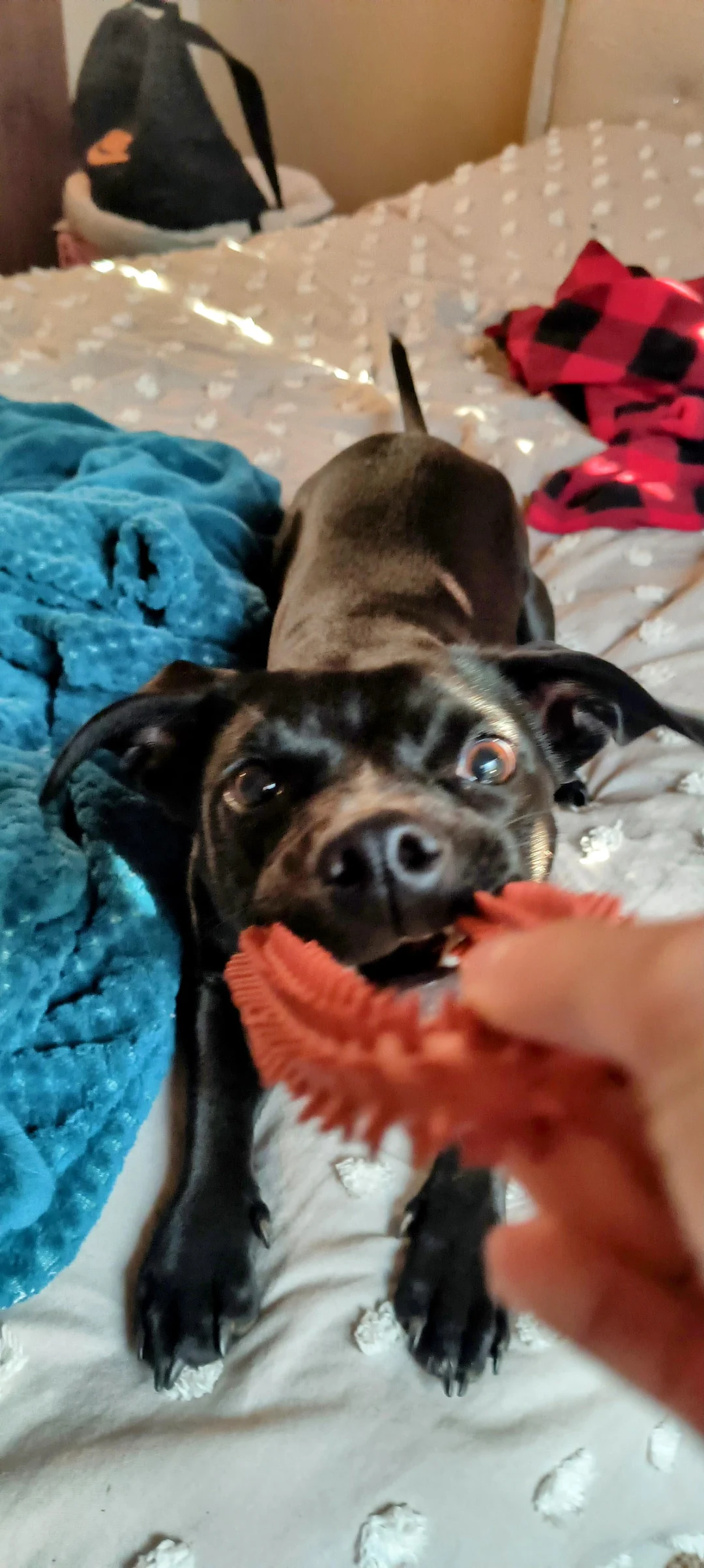 Just wanted to share a picture of Bailey | Scrolller