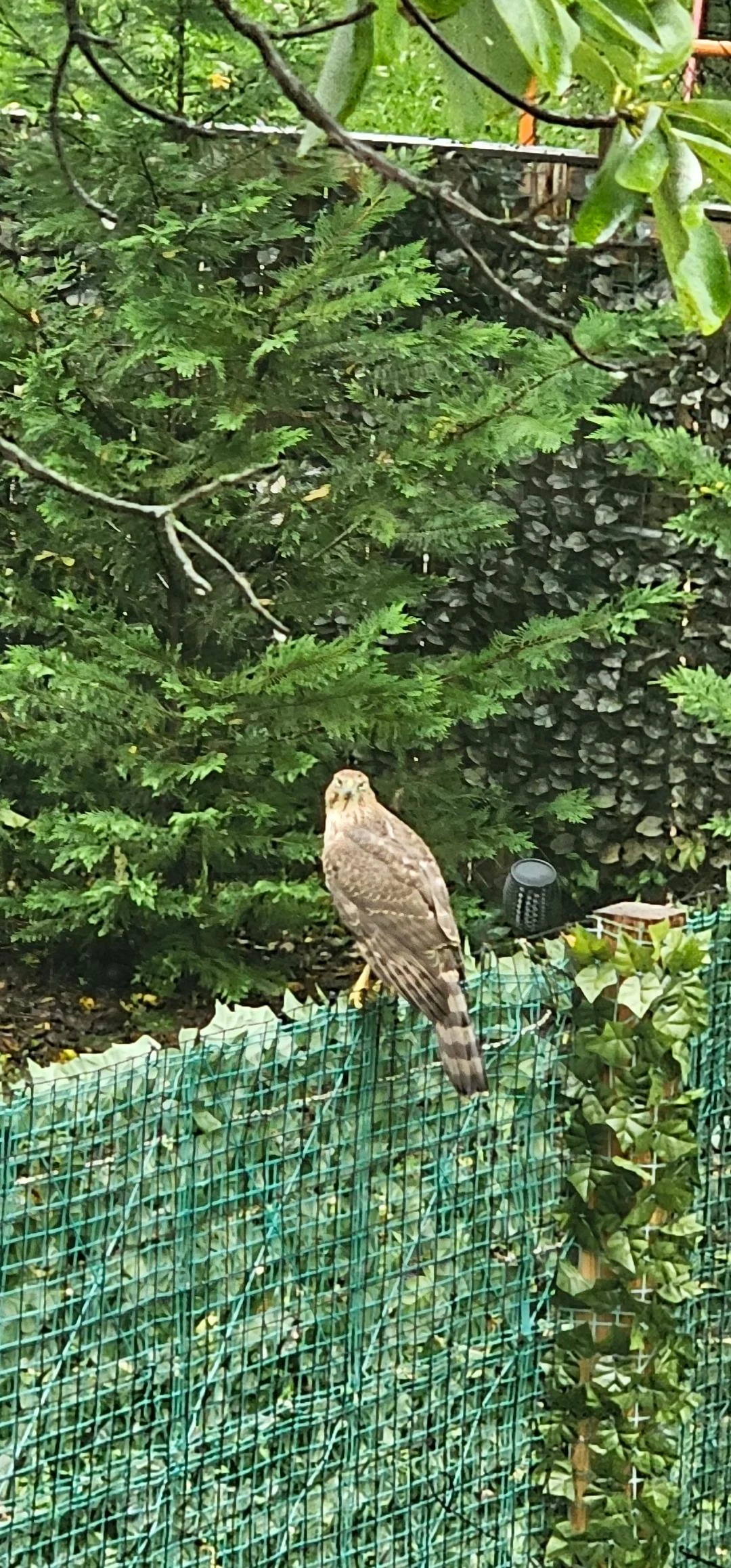 What is this bird? | Scrolller