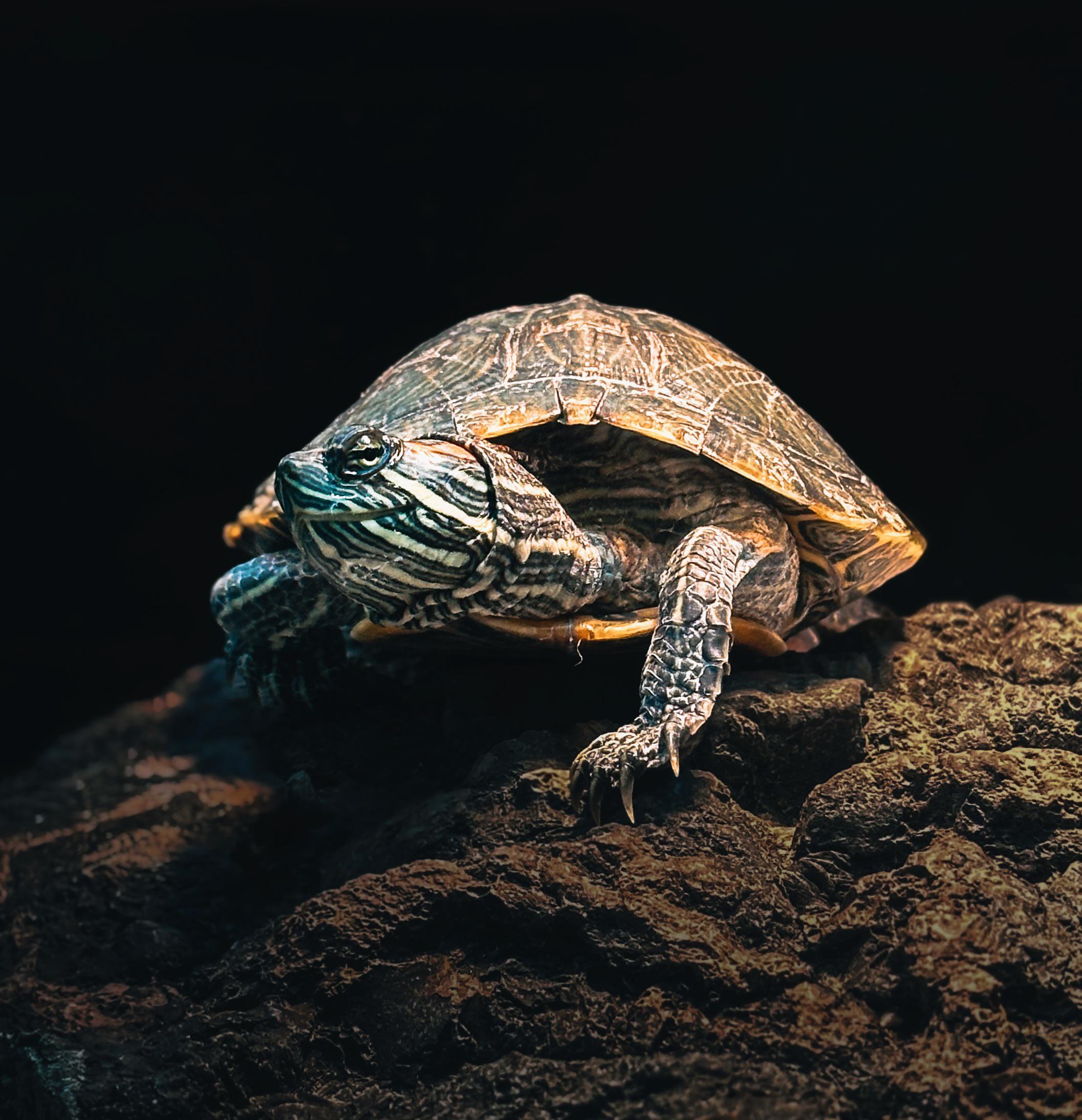 Smirking turtle | Scrolller