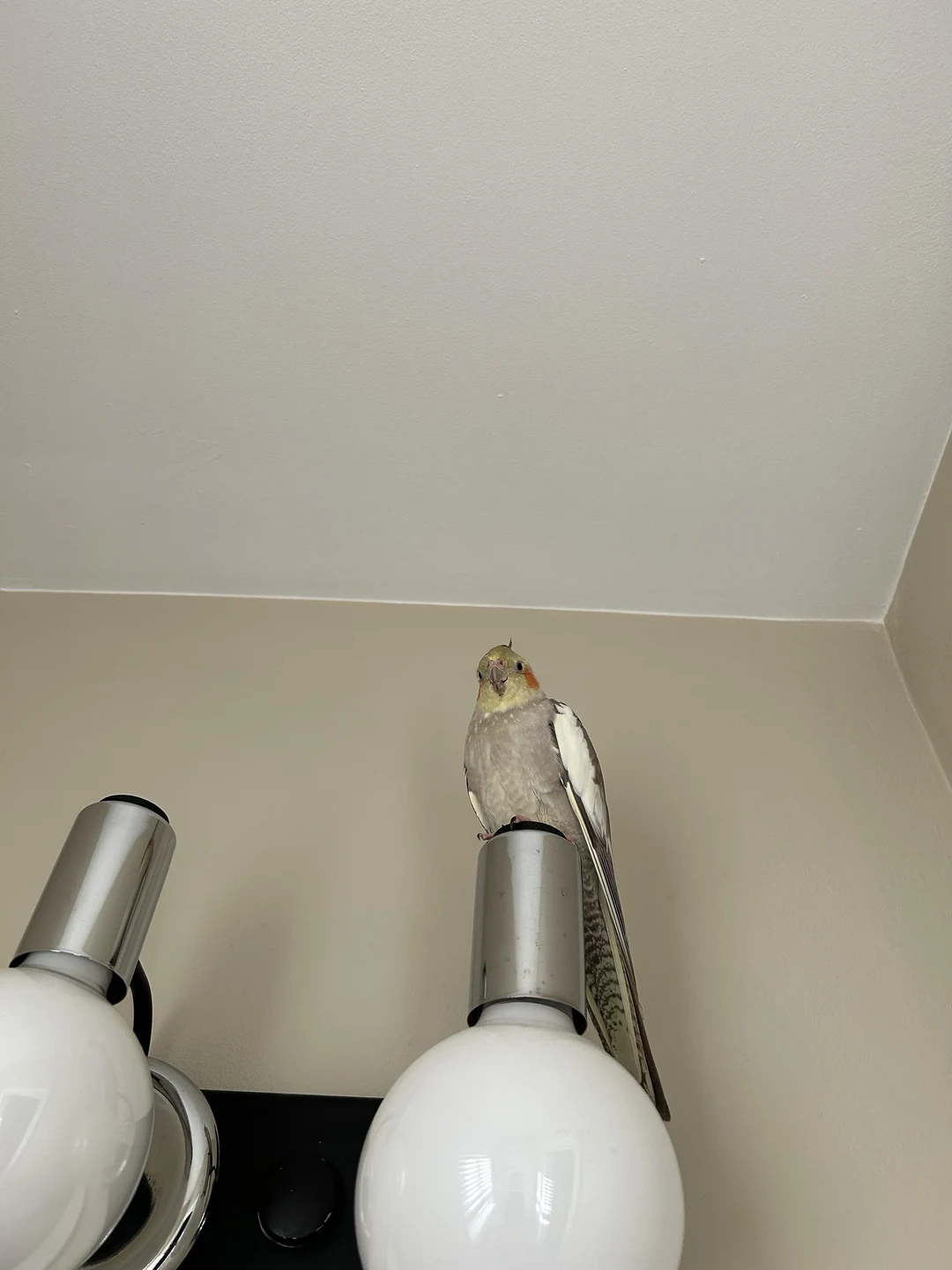 Started panicking when I couldn’t find Ollie. Somehow he managed to get on the bathroom light ...