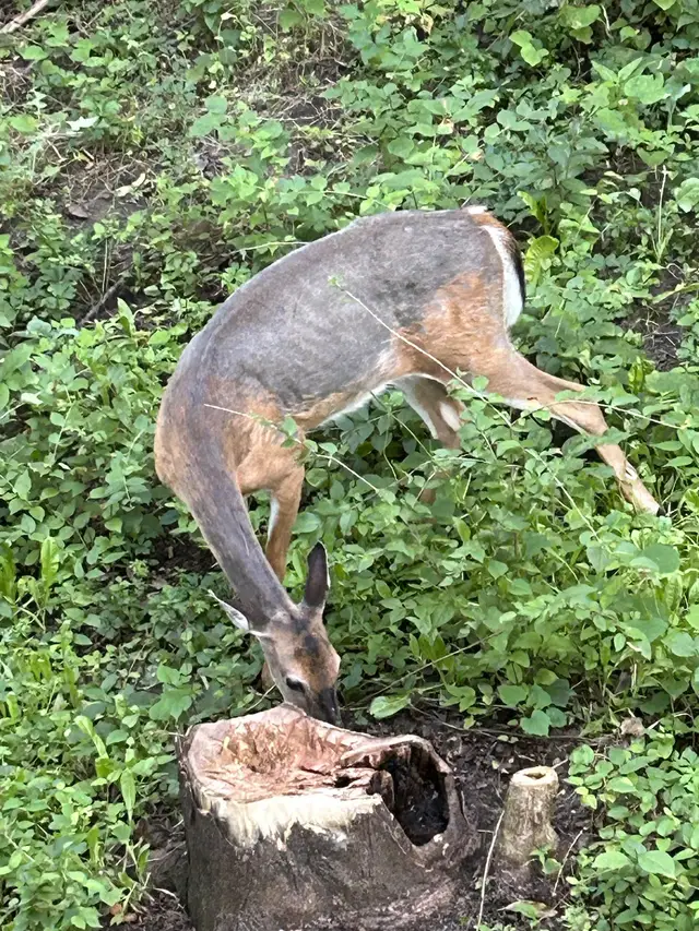 Why is the does back grey? Is this normal? | Scrolller