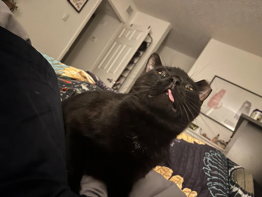 Toothless and really loved pets | Scrolller