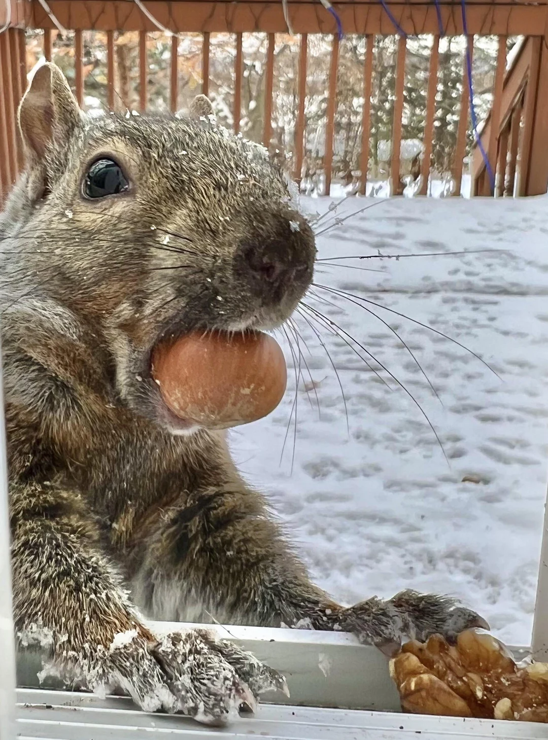 Discover more like Squirrels: This guy and Related Content | Scrolller