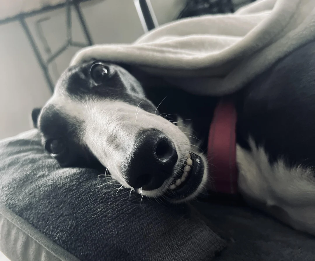 Smile and a nose drip - love, Jill | Scrolller