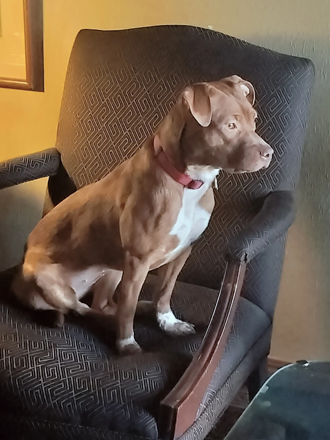 My pup Ruby | Scrolller