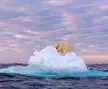 Polar Bear Napping on an Iceberg | Scrolller