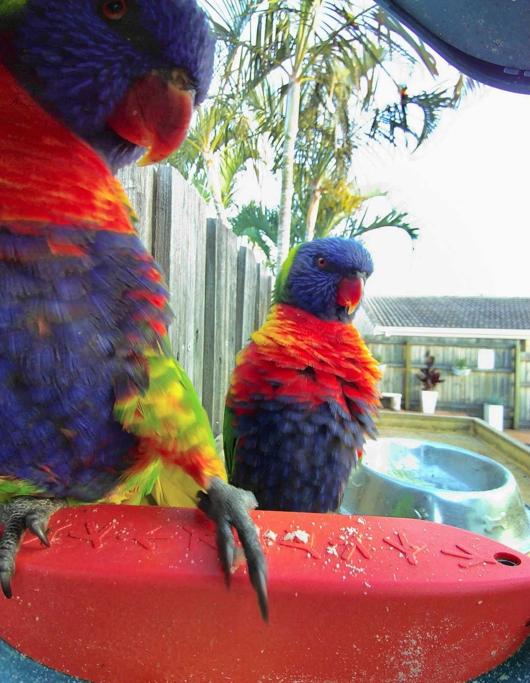 Rainbow Lorikeet gang | Scrolller