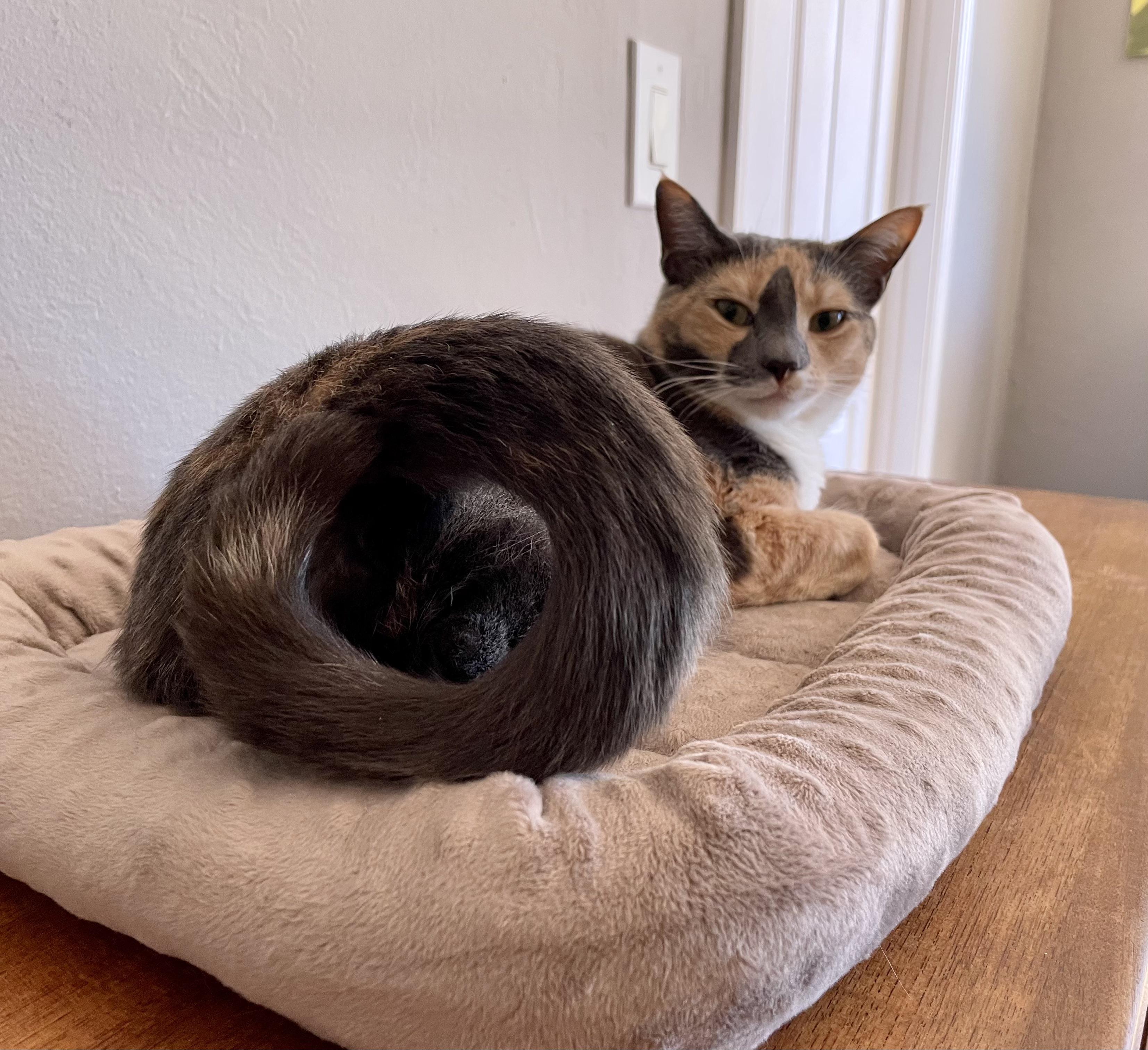 [OC] I present The Vortex | Scrolller