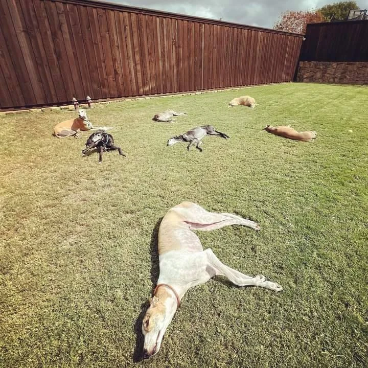 Be Heat Wise And Hound Smart! | Scrolller