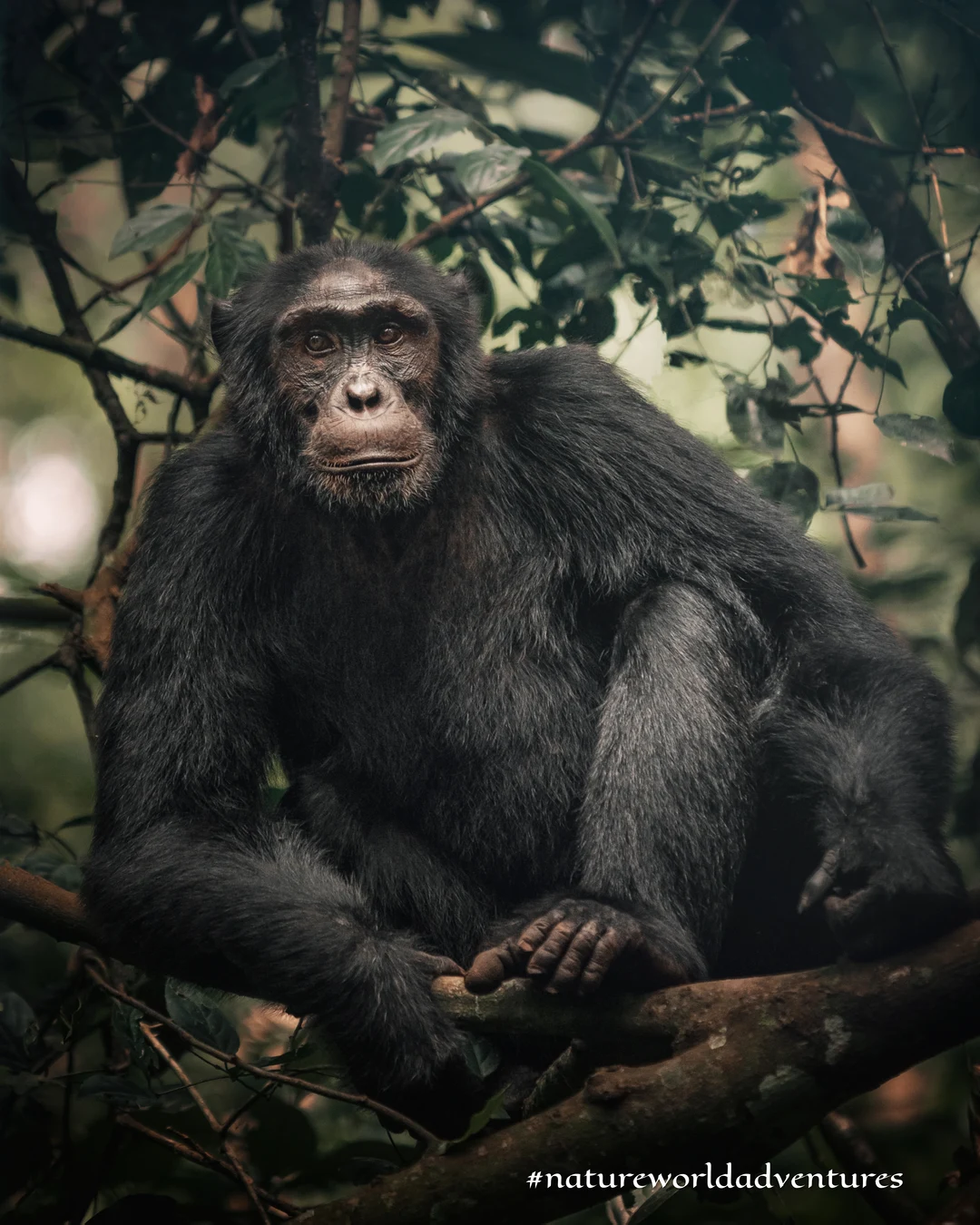 A beautiful grown up Chimpanzee posing for a photo during our tour to Kibale Forest | Scrolller