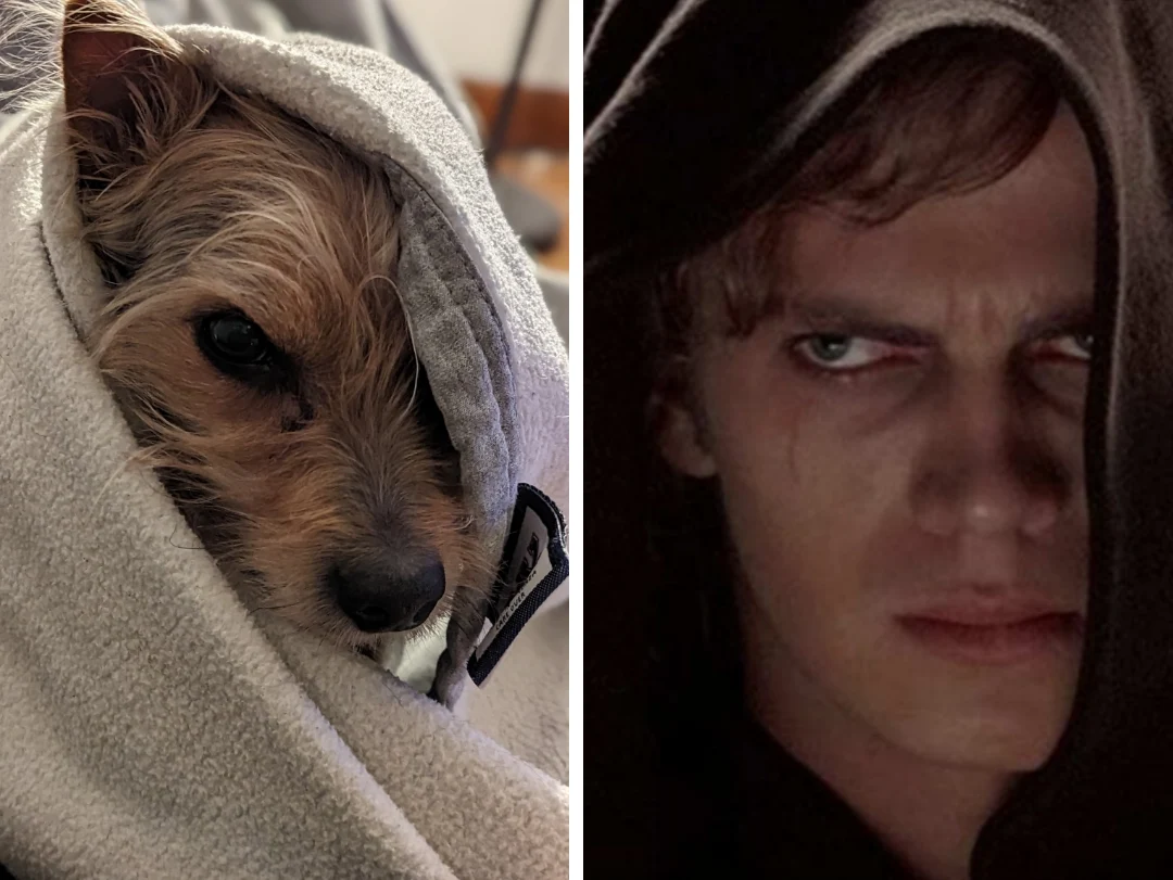 Channeling his inner Sith | Scrolller