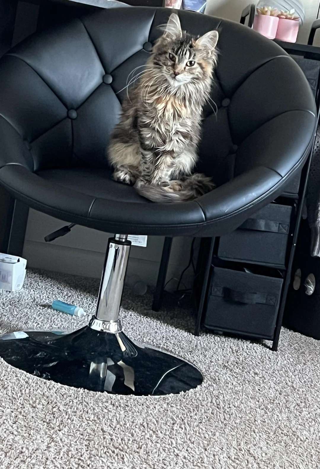 Grooming | Scrolller