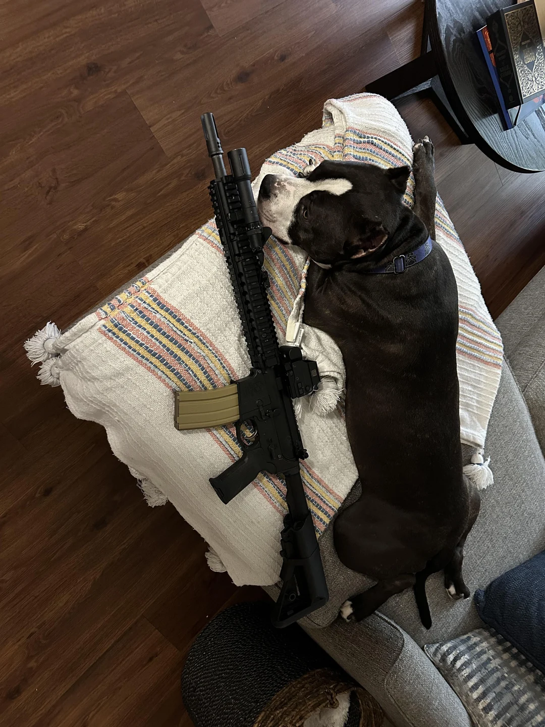 DOGMOD BARK II | Scrolller