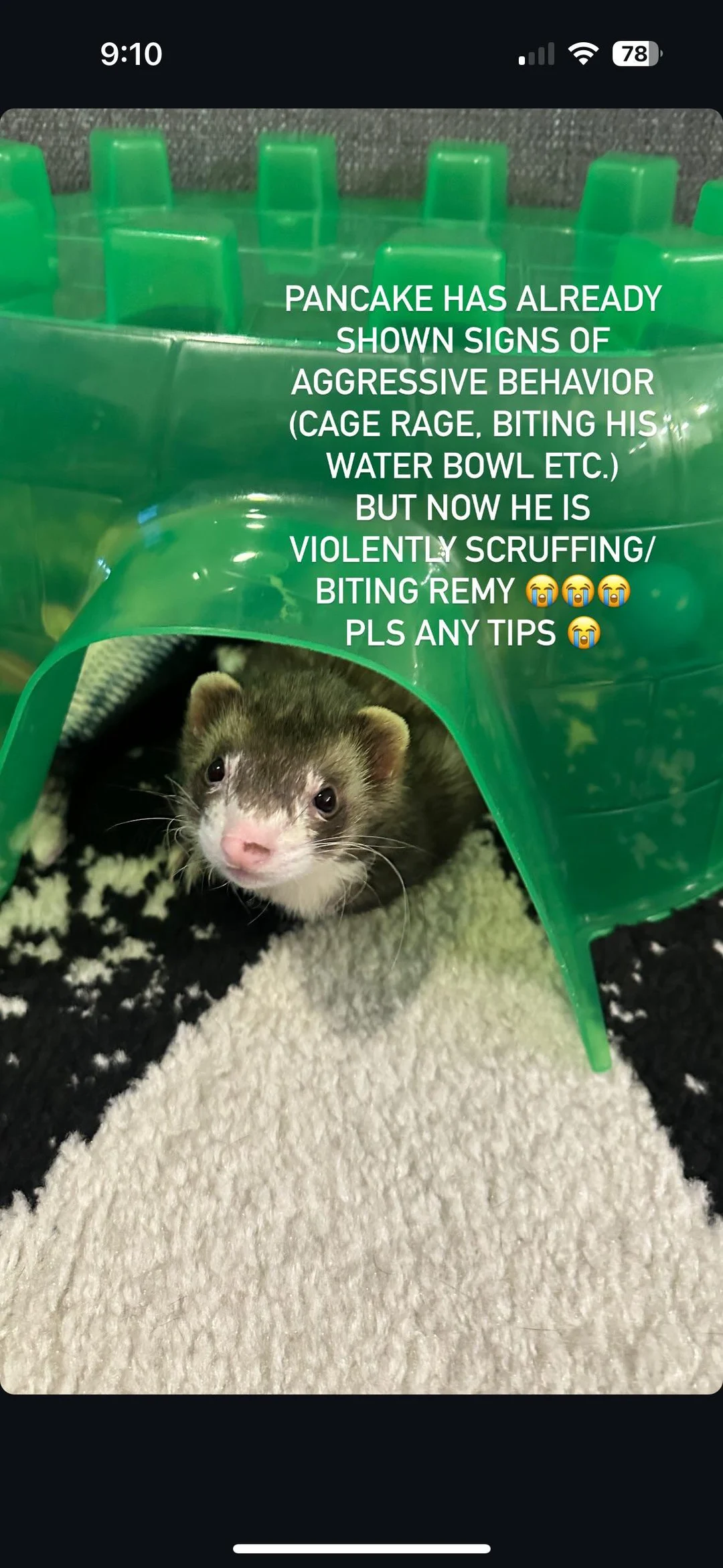 aggressive ferret :( | Scrolller