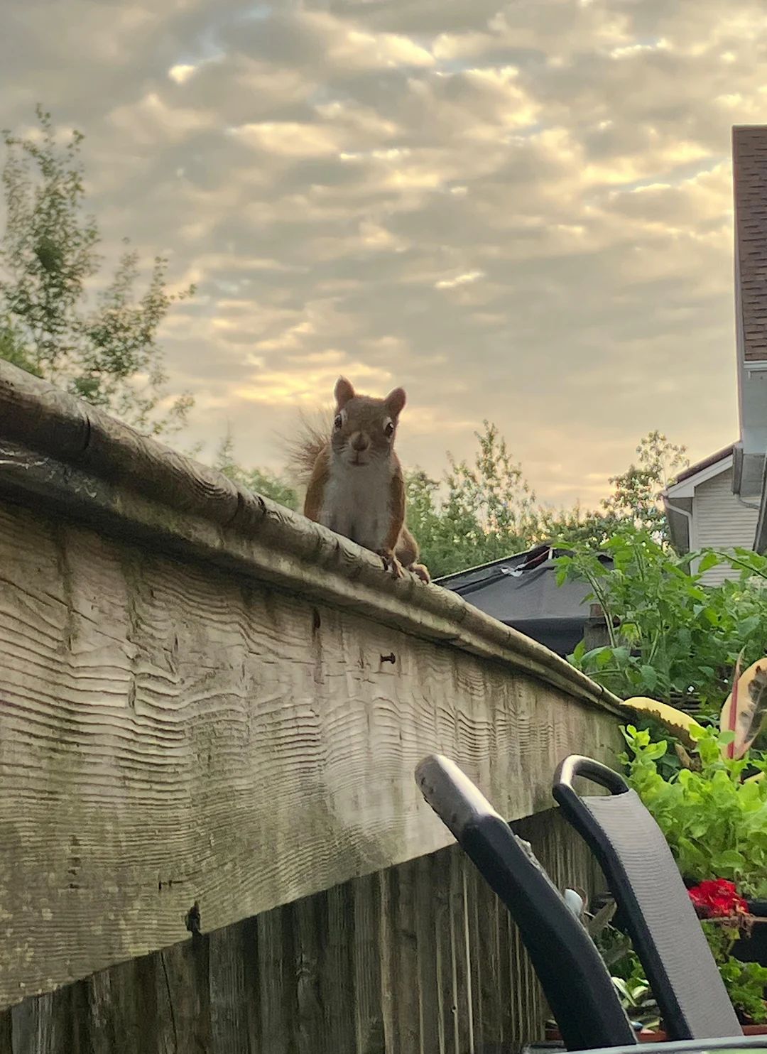 Discover more like Squirrels: Hungry!! and Related Content | Scrolller