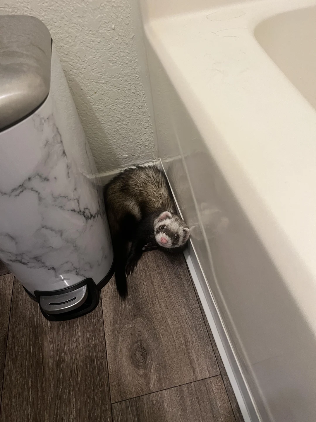 Julius in his new spot | Scrolller