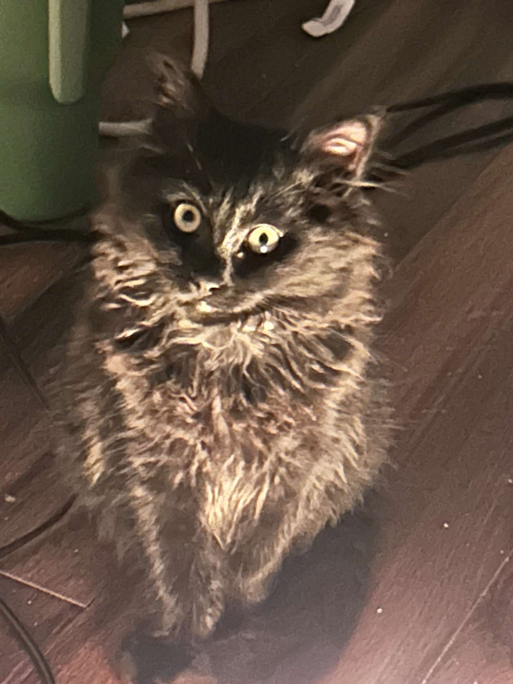 This is spook, my girlfriends cat. Spook is a menace to society and constantly rips up my ...