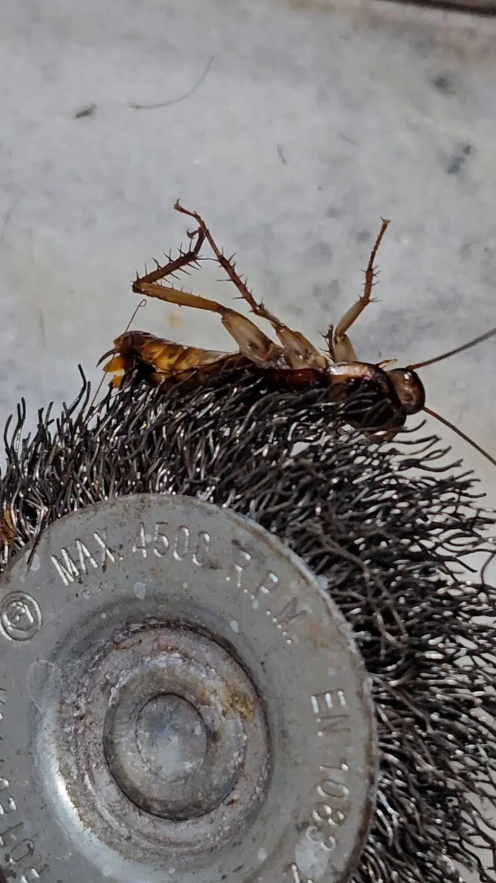 Ninja of the roach | Scrolller