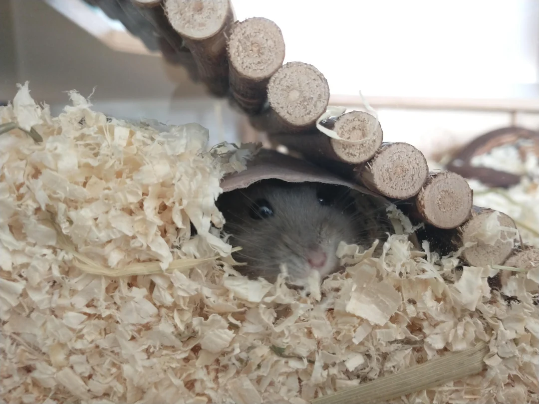 Spot the hidden hamster | Scrolller