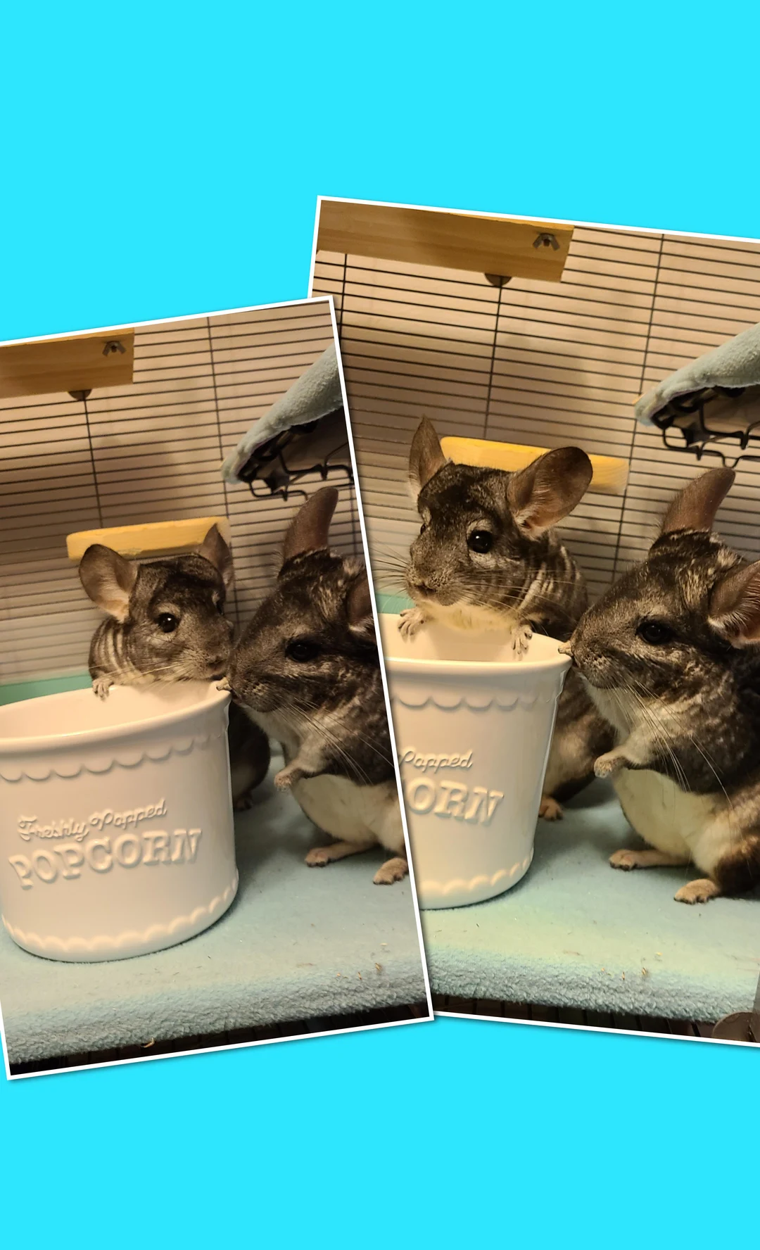 "Do not get in the bucket!" | Scrolller