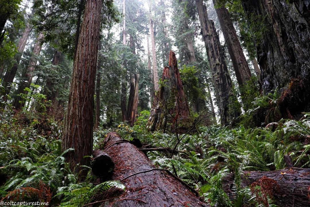 California Coastal Redwood Forest | Scrolller