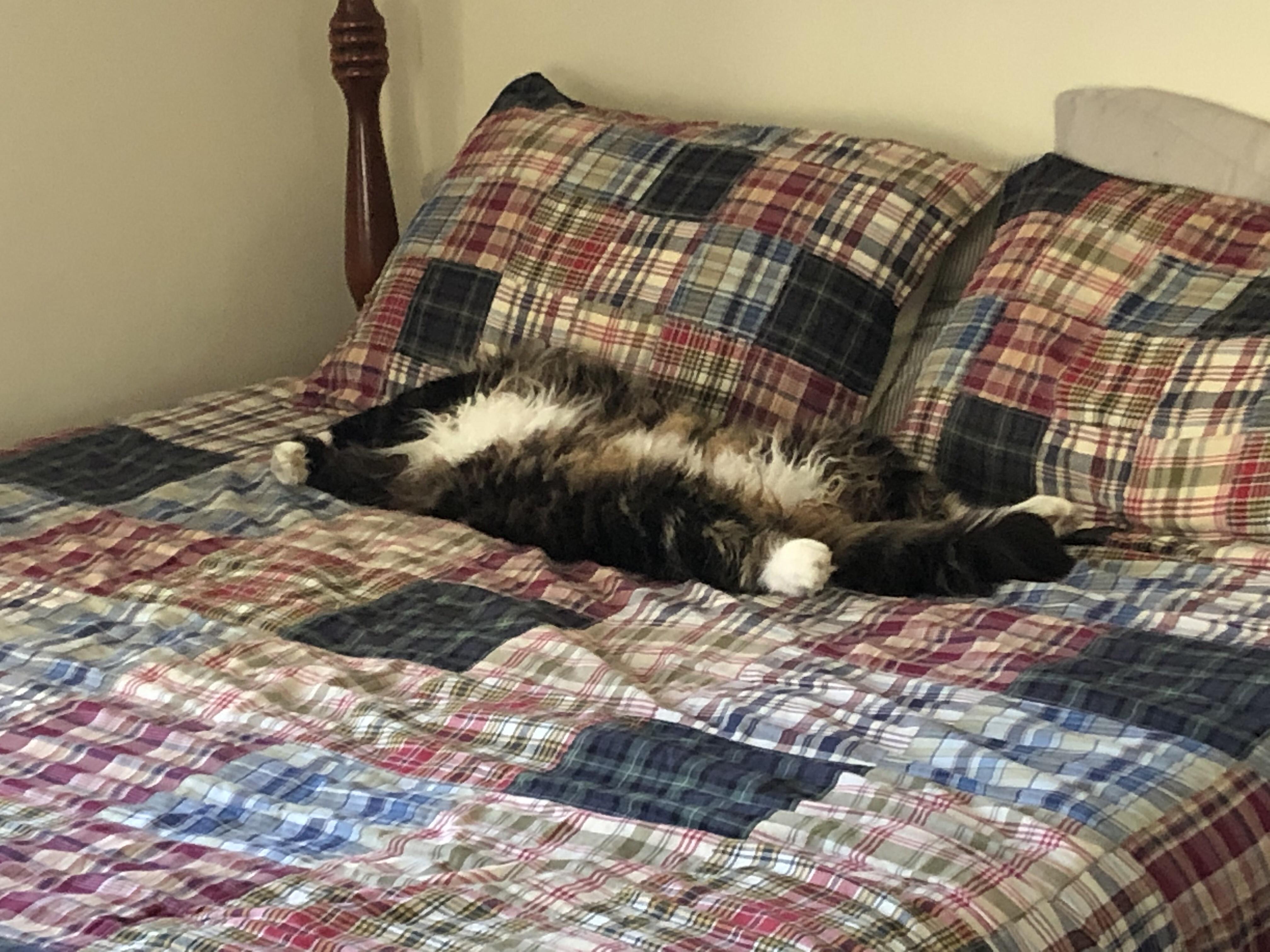 Winter coat floof | Scrolller